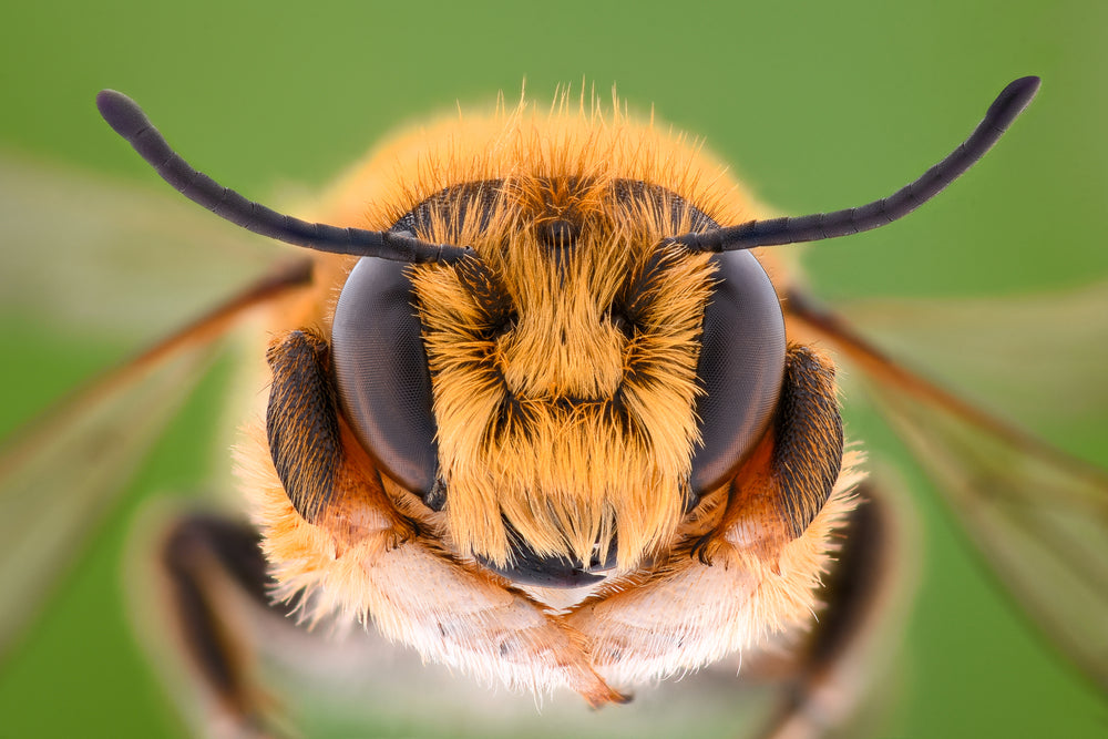 Sarasota Honey Company: Spring Honey Report – sarasota honey company
