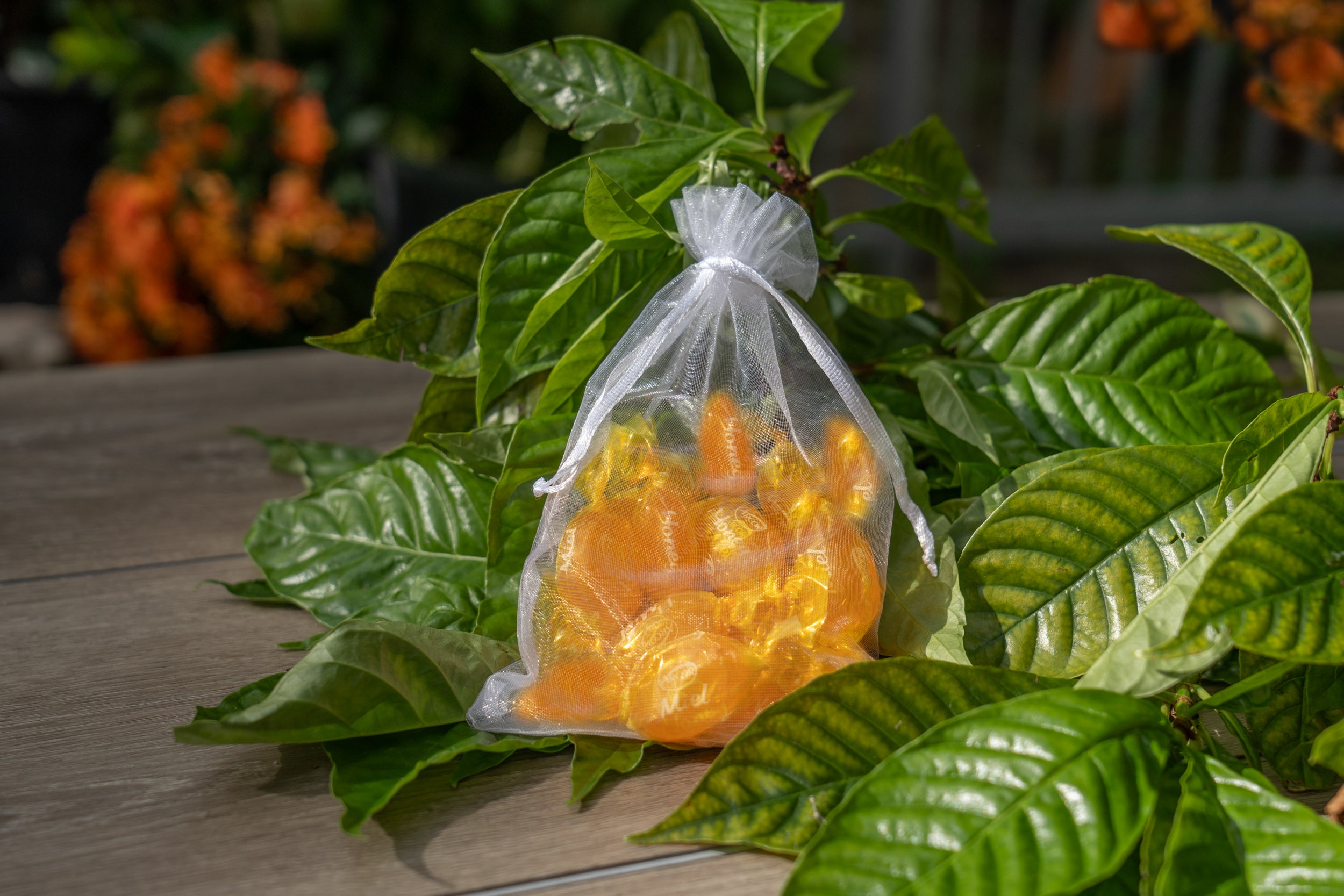 Dozen Hard Honey Flavored and Filled Candy – sarasota honey company